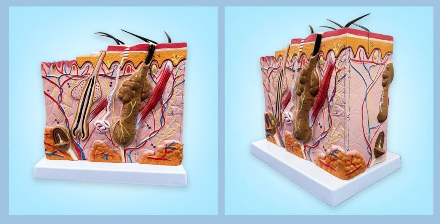 Layers of the Human Skin - Using Demonstration Model