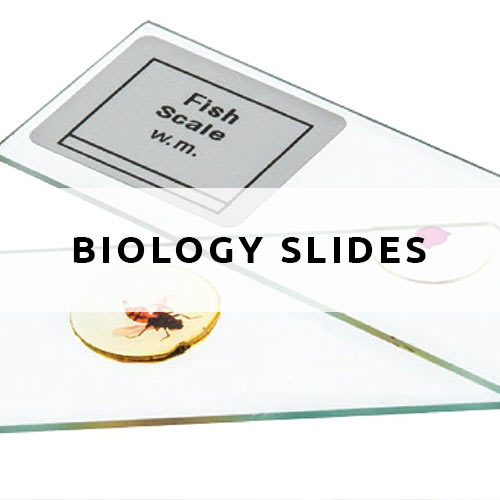 Buy Biology Lab Slides | Fresh slides | Prepared slides | Labkafe